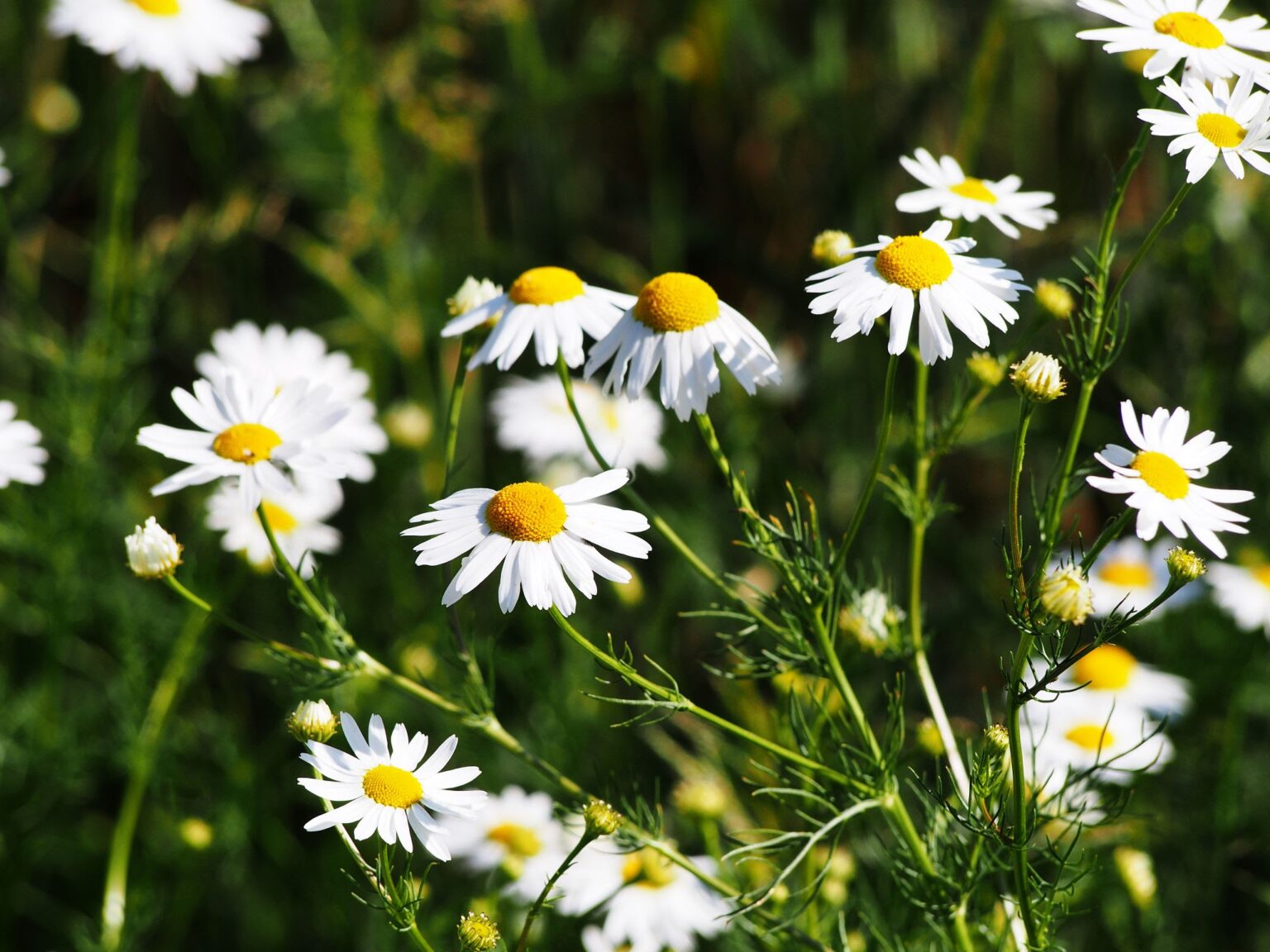 Testosterone Relief Tea - OvaFit PCOS Supplements